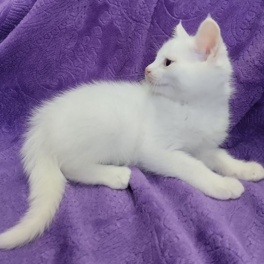 Турецкая ангора котёнок