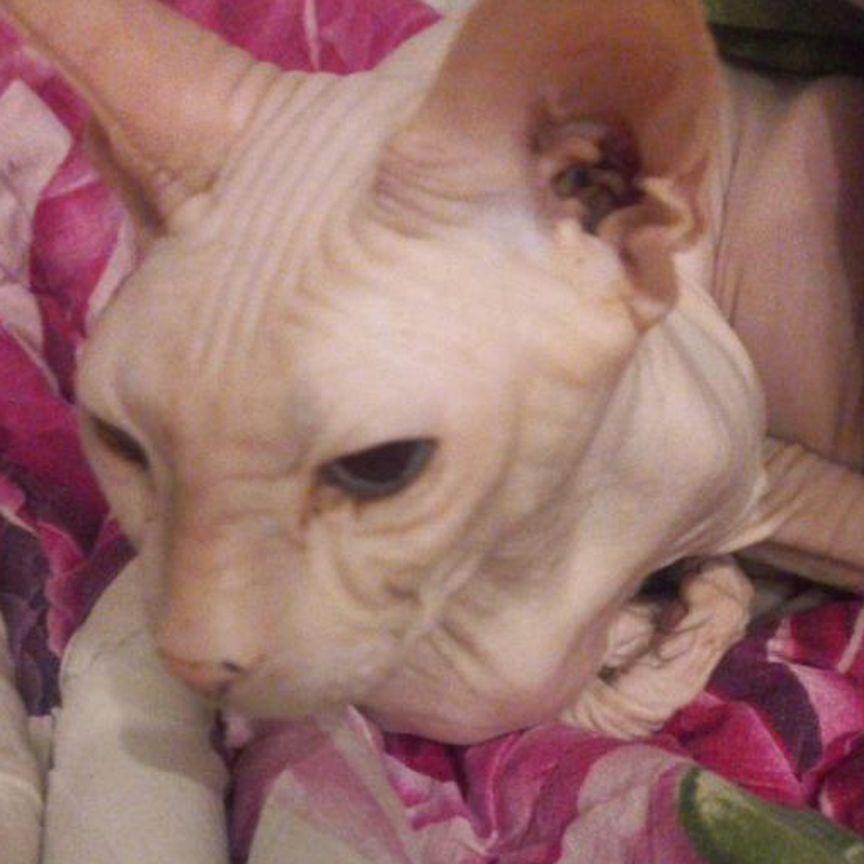Донской сфинкс, взрослая кошка