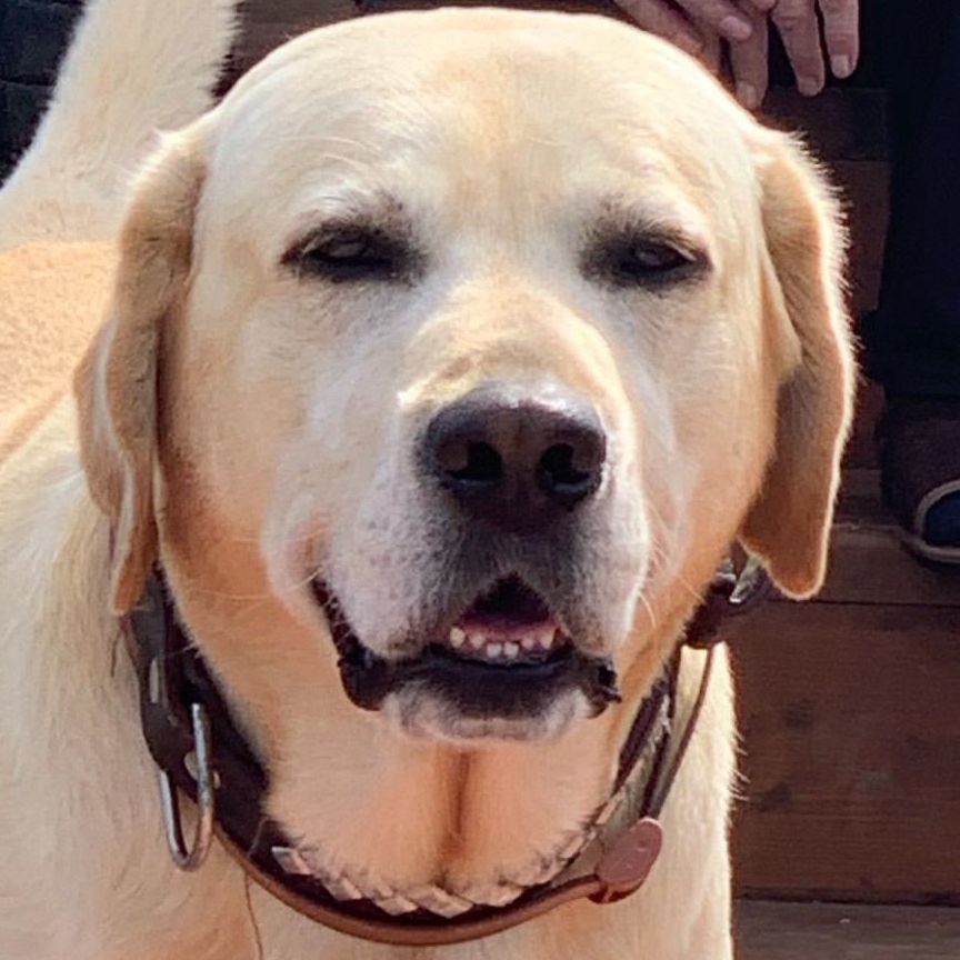 Лабрадор-ретривер, взрослый пёс