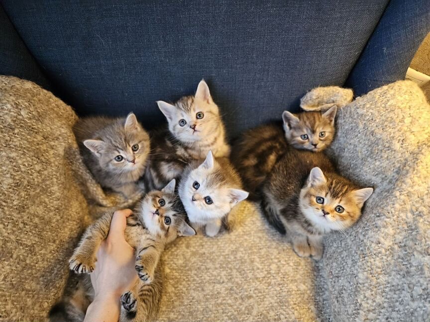Кошка