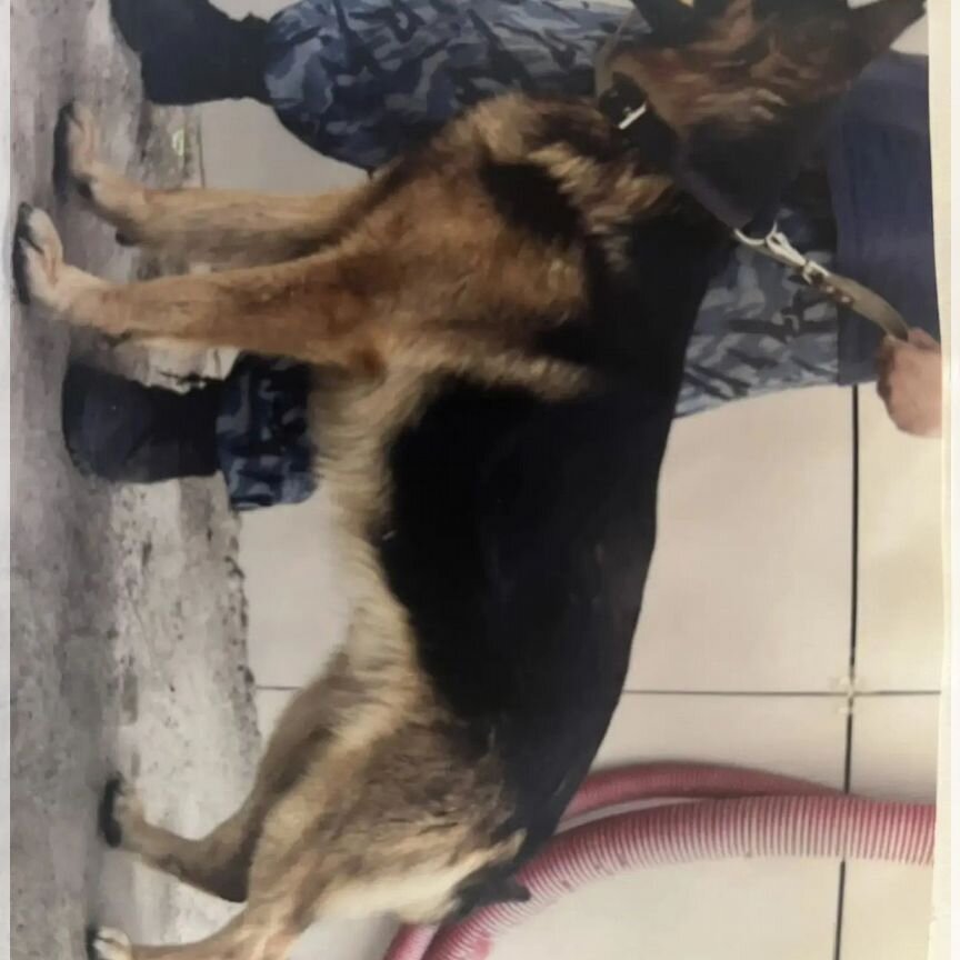 Немецкая овчарка, взрослый пёс