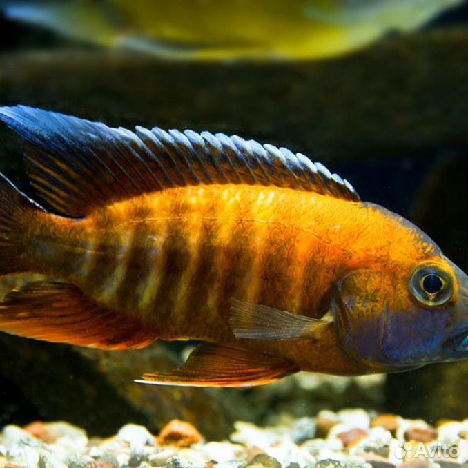 Цихлида Аулонокара Фрайберга