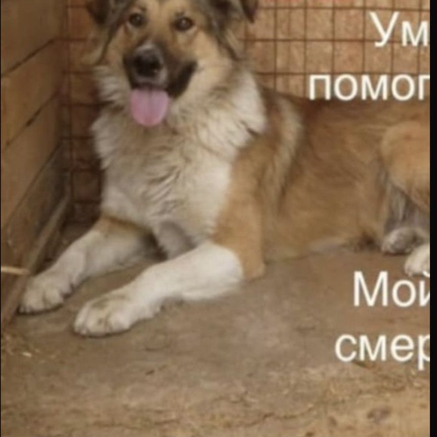 Собака из усыпалки в добрые руки