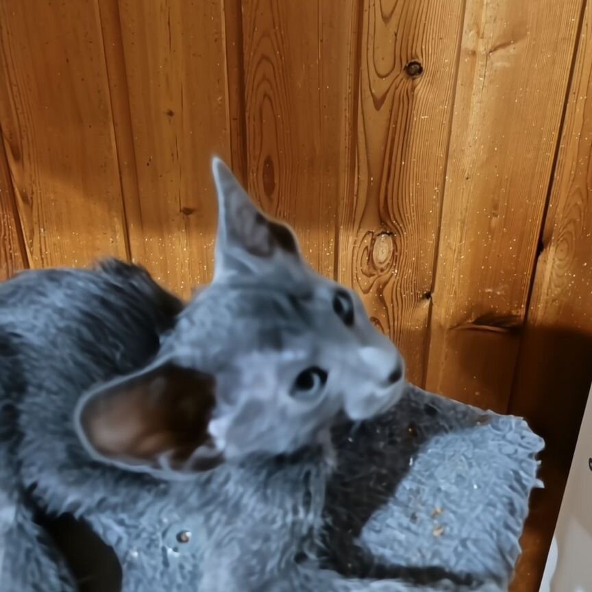 Ориентальный котёнок