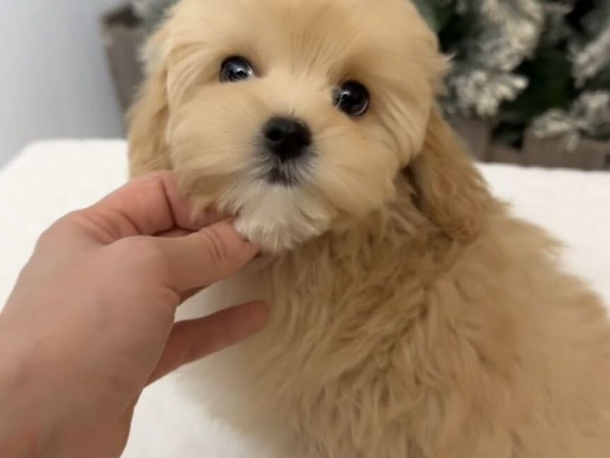 Мальчик Мальтипу