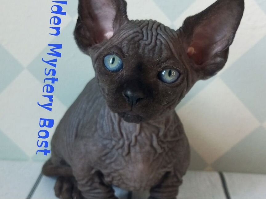 Сфинкс Бамбино