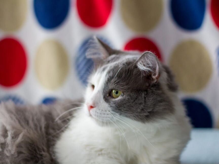 Ласковый кот