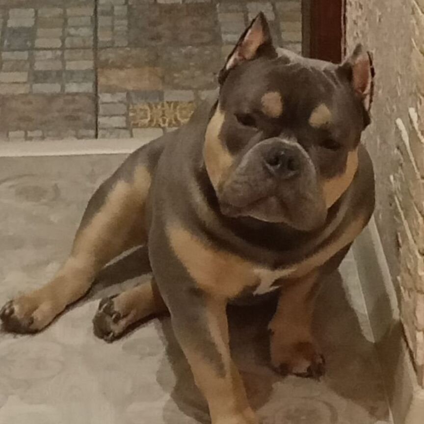 Американский булли, вязка