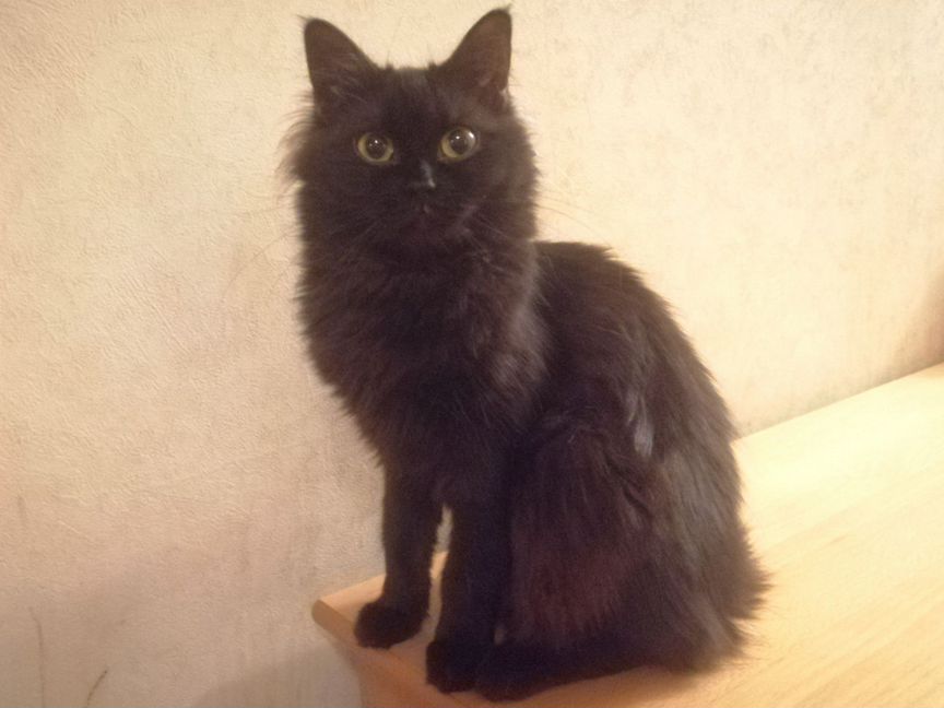 Чудная чёрная кошечка Райя