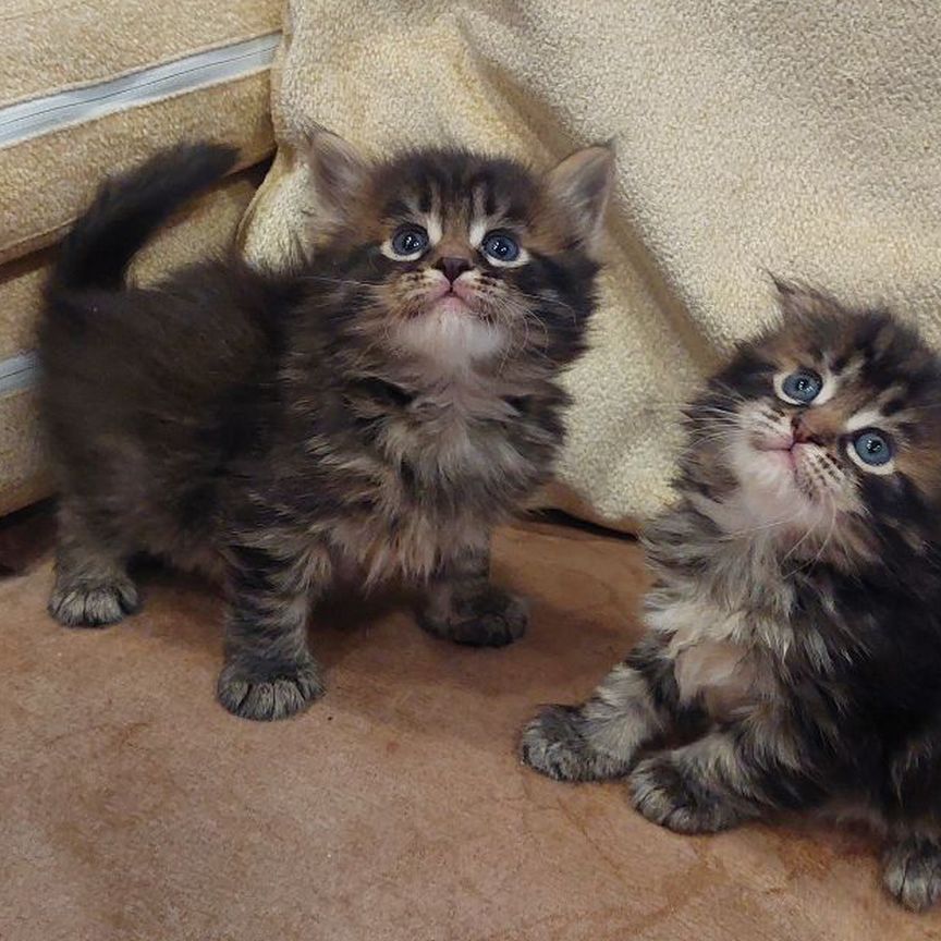 Котёнок от частного владельца