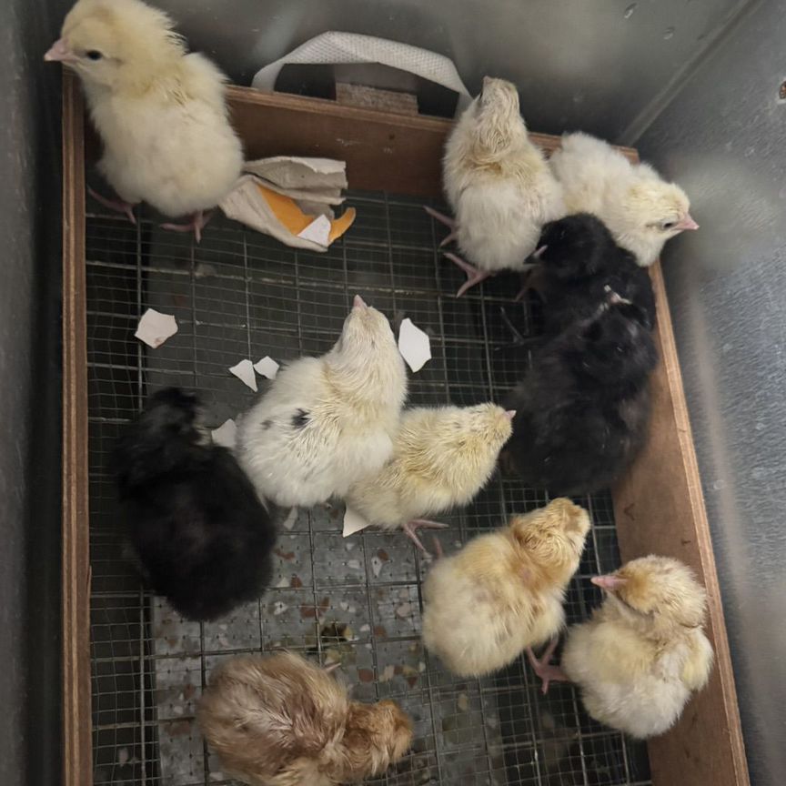 Цыплята поместные