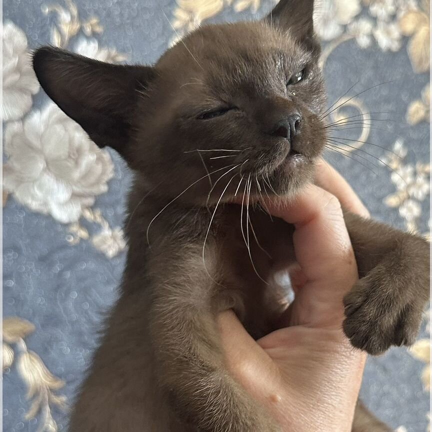 Бурманский котенок