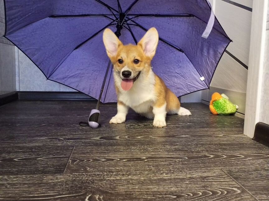 Щенки Корги Вельш Пемброк