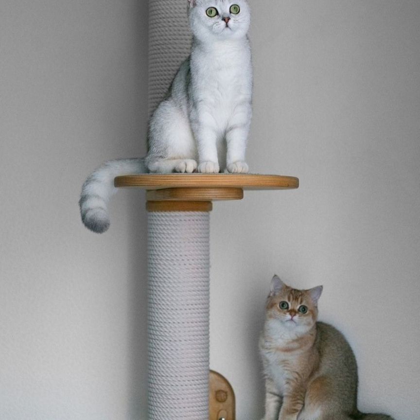 Настенный комплекс для кошек