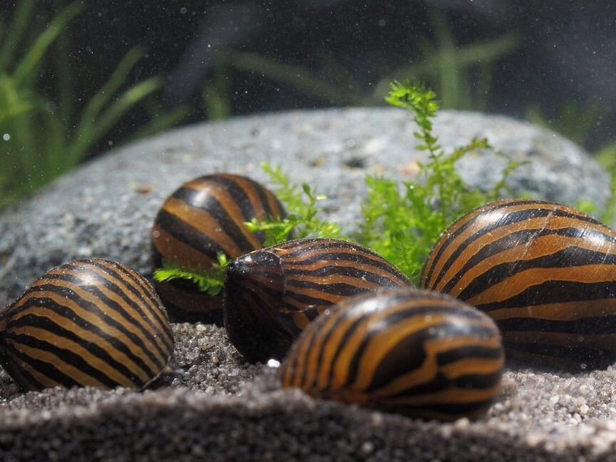 Улитка неретина зебра