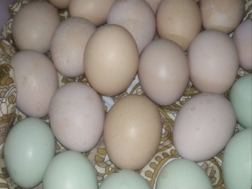 Инкубационное яйцо цветной бройлер