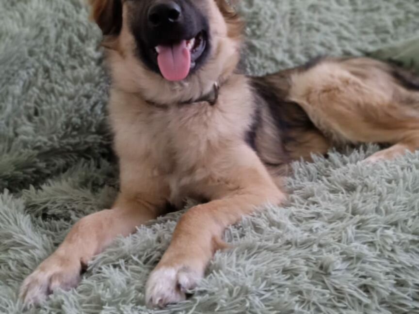 Кастрированный квартирныйи молодой кобелек