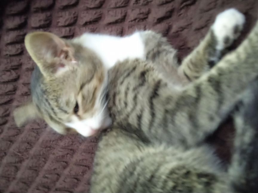 Молодой кот Вася