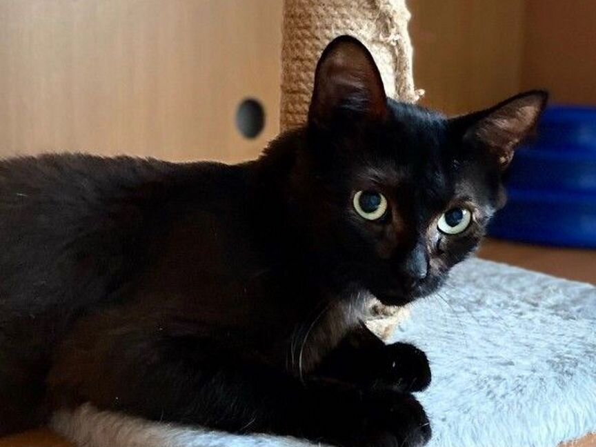 Котик ищет дом