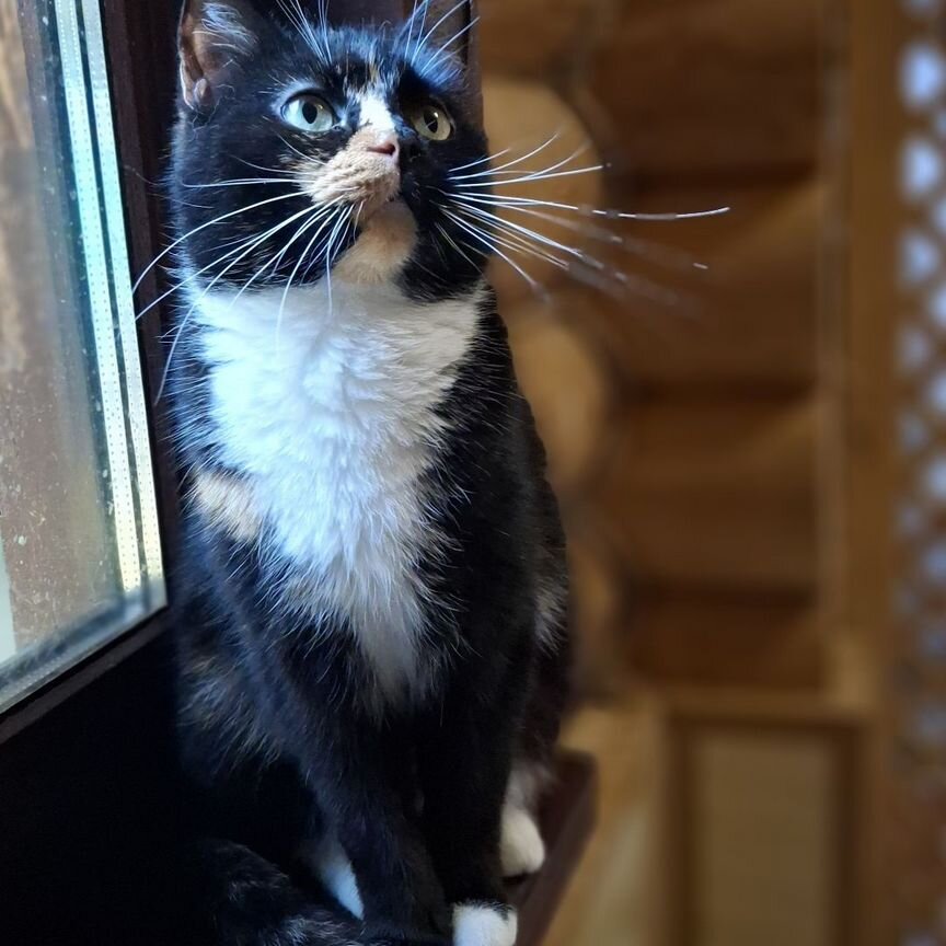 Невероятная Мисти в поиске дома Лесной приют