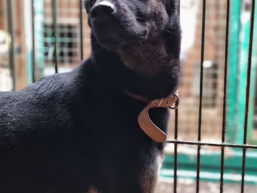 Молодой дружелюбной собаке из приюта так нужен дом