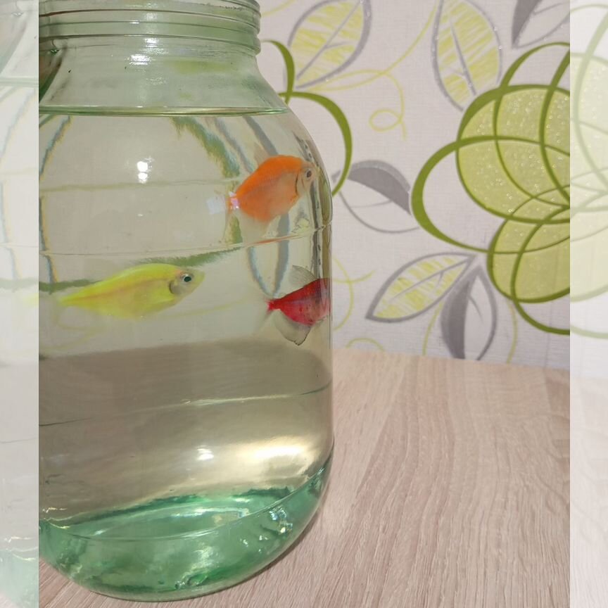 Рыбки тернеции