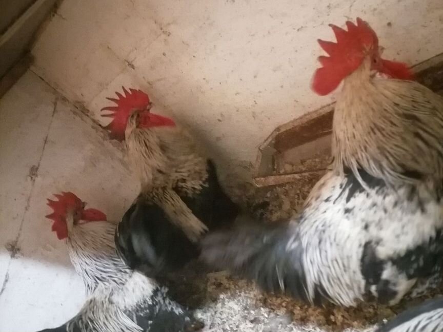 Петухи. Котляревские и Русский белый
