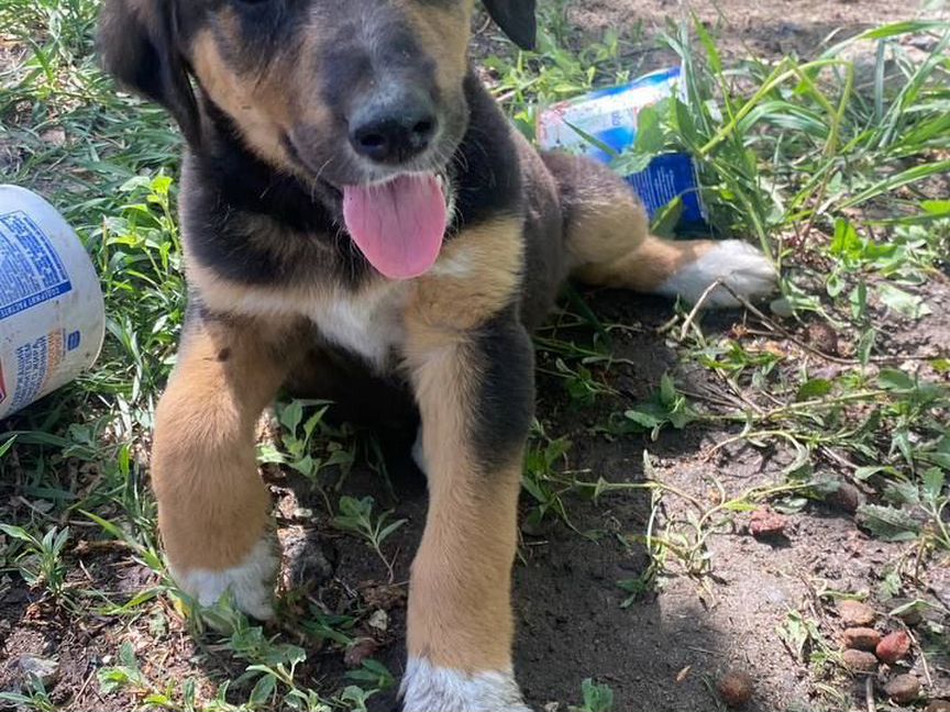 Щенок Девочка Майа