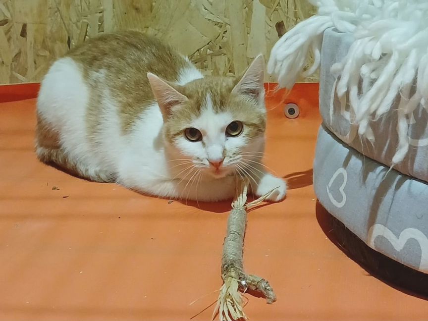 Мулечка отчаялась ждать своих мапап