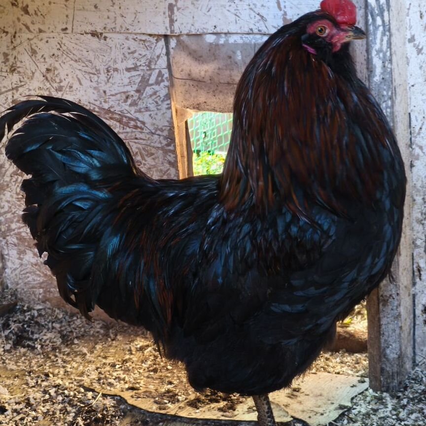 Петух молодой