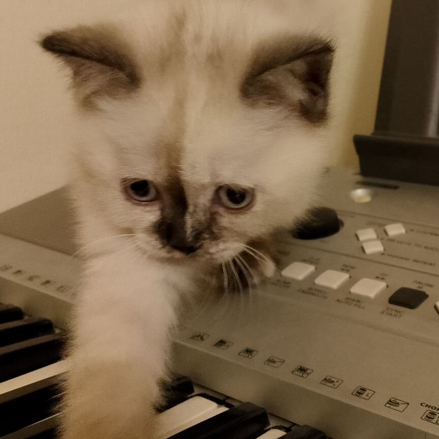 Шотландский прямоухий длинношёрстный котёнок