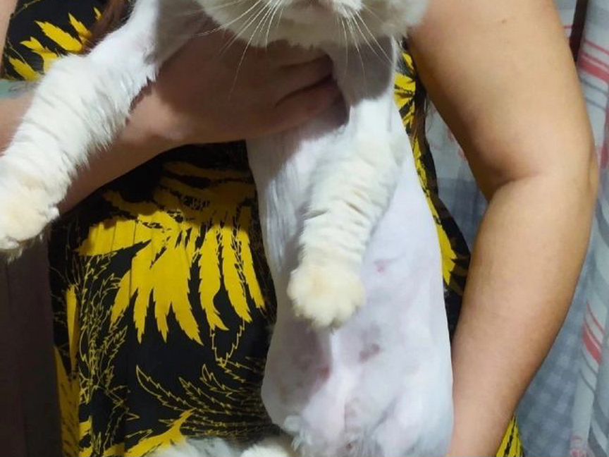 Кот в добрые руки