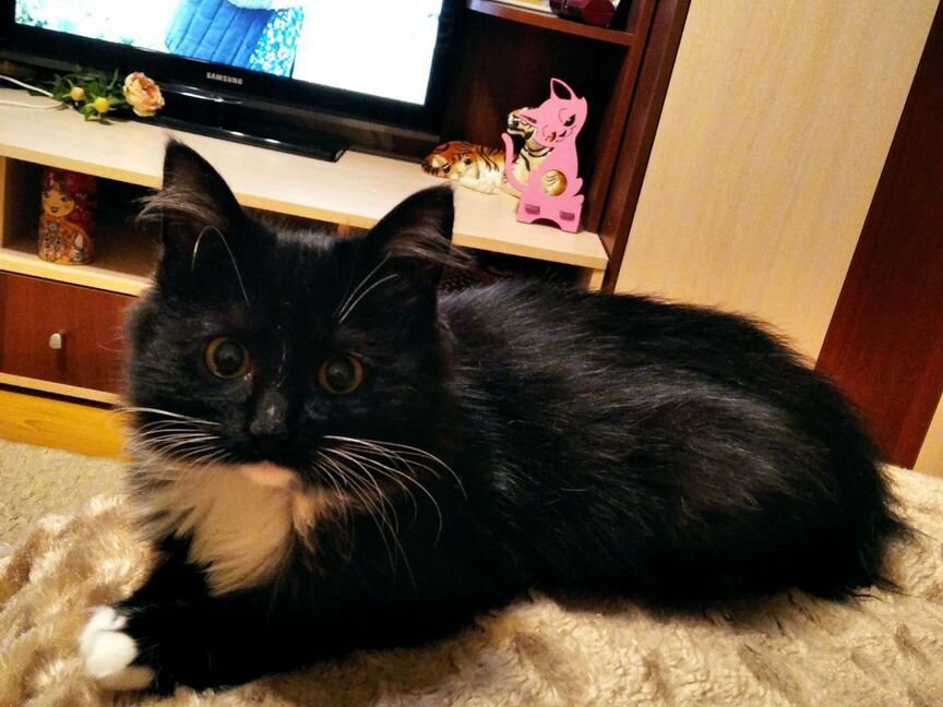 Кошка Василиса, пять месяцев