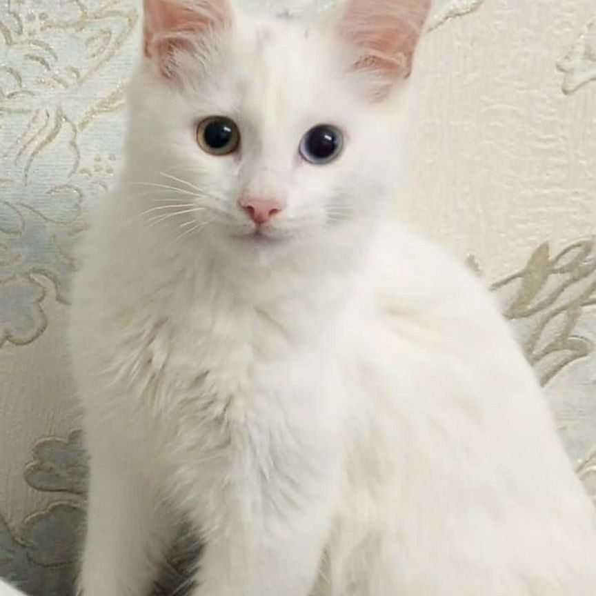 Два белоснежный котика ищут дом