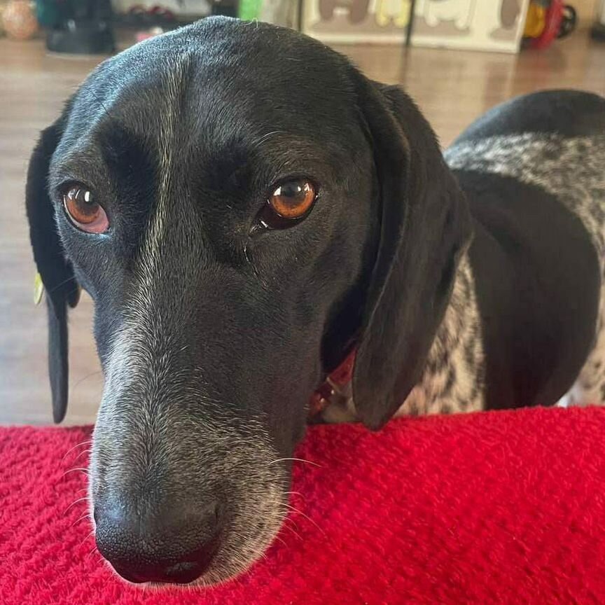 Взрослая собака в добрые руки