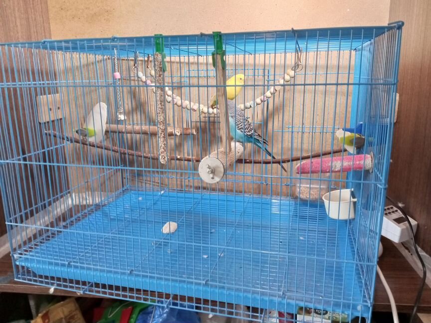 Волнистые попугаи с клеткой
