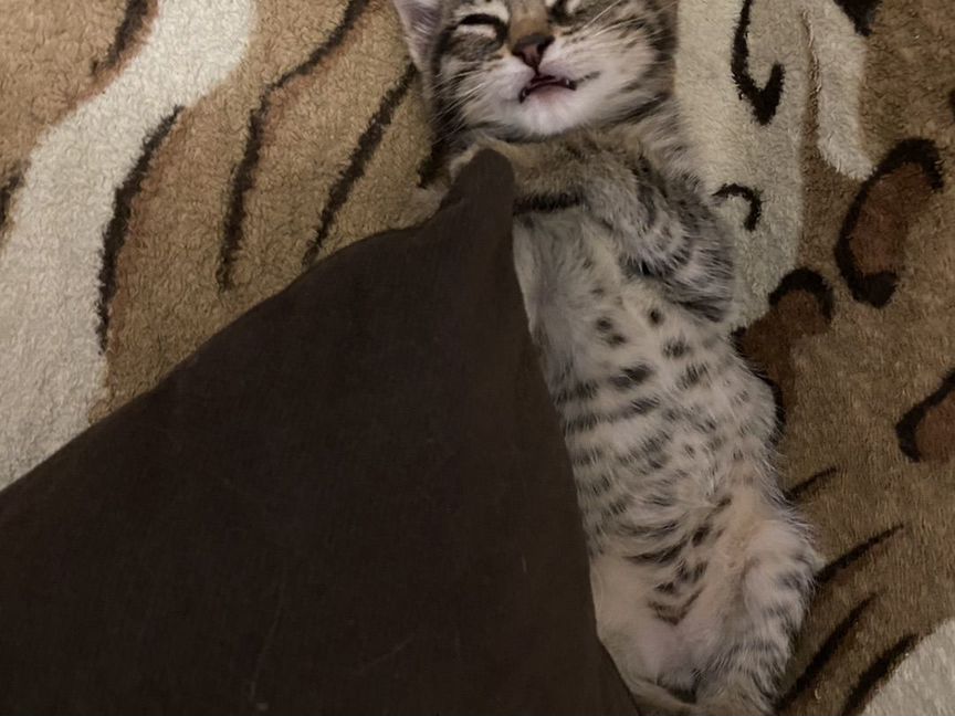 Кошка