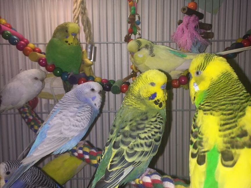 Волнистый попугай