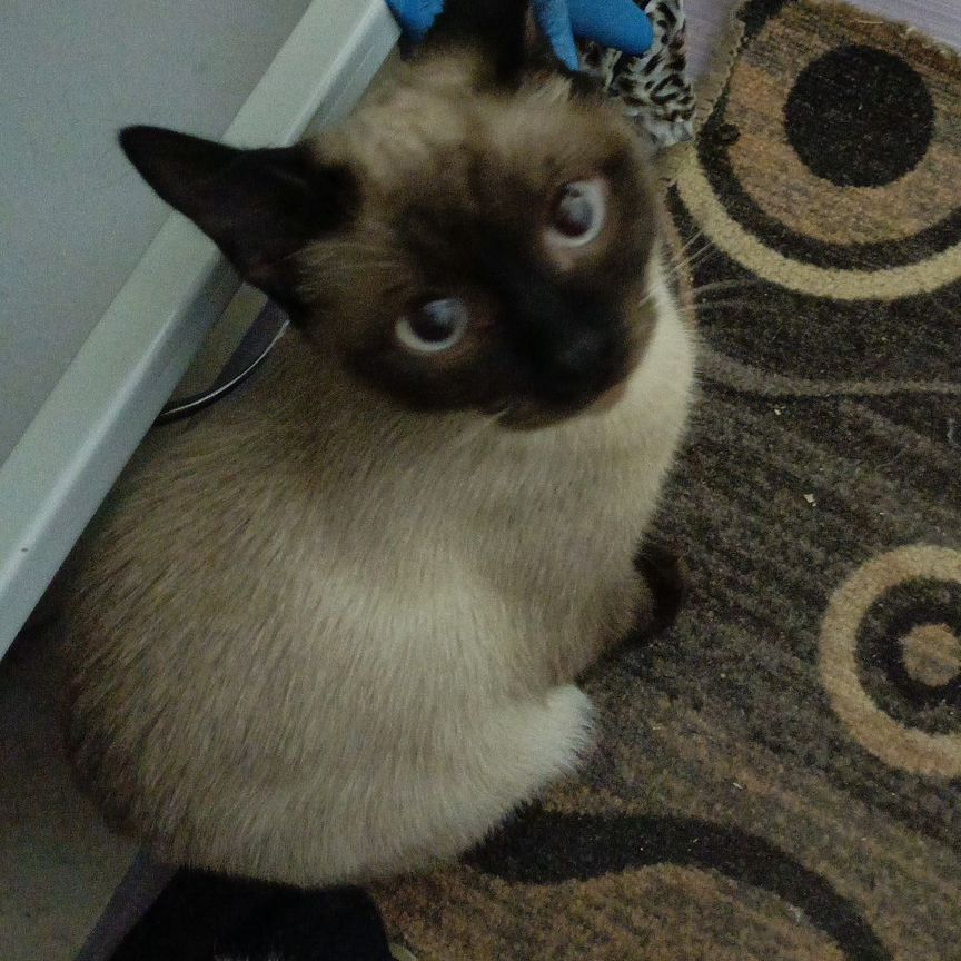 Тайский, взрослый кот