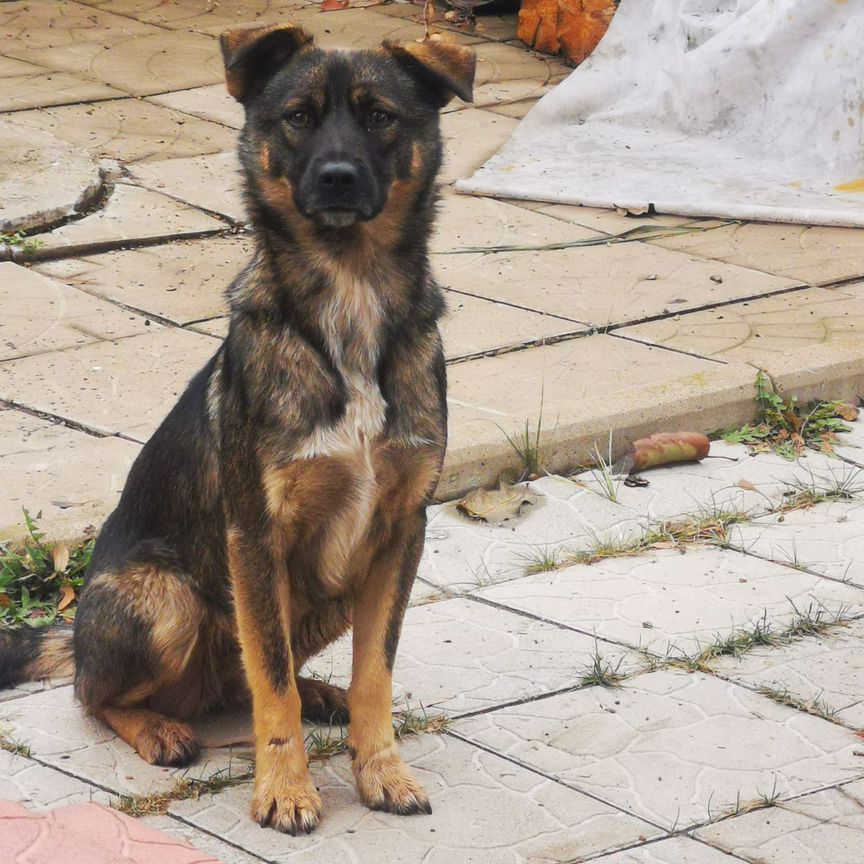 Порода неизвестна. В добрые руки