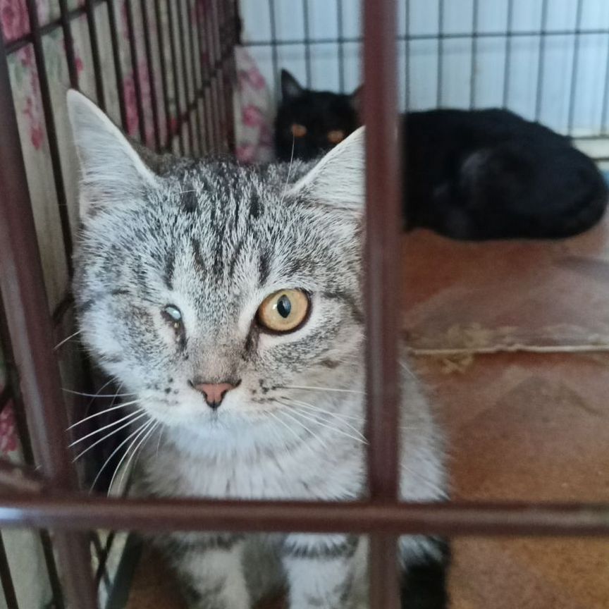 Котенок ищет дом