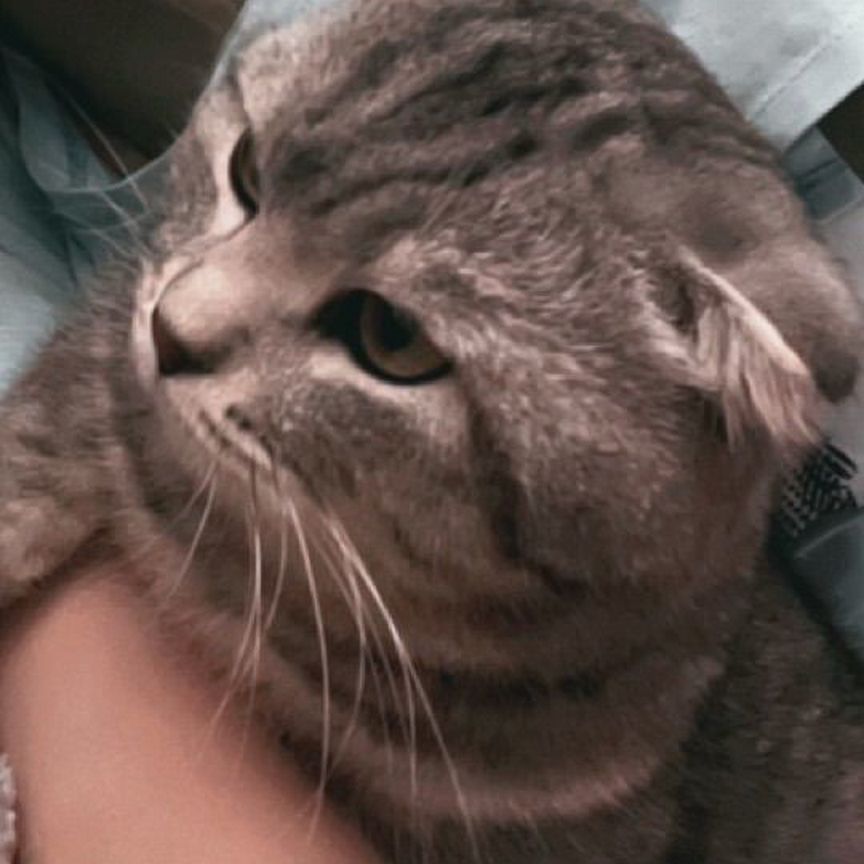 Кот 3 года