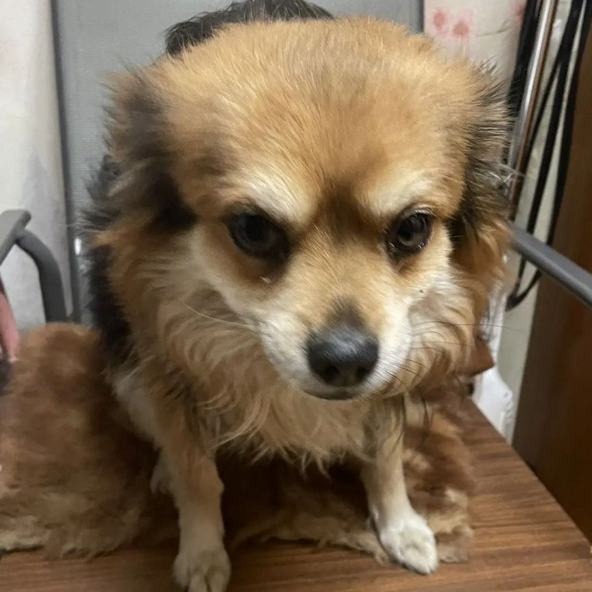 Русский той-терьер, взрослый пёс