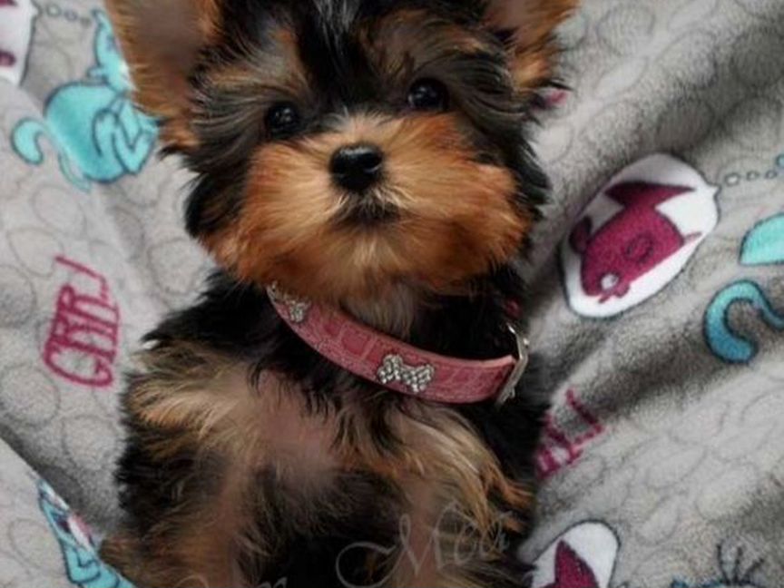 Йоркширский терьер