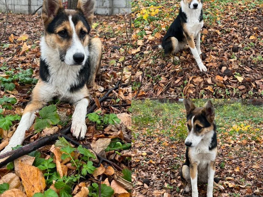 Собака в добрые руки