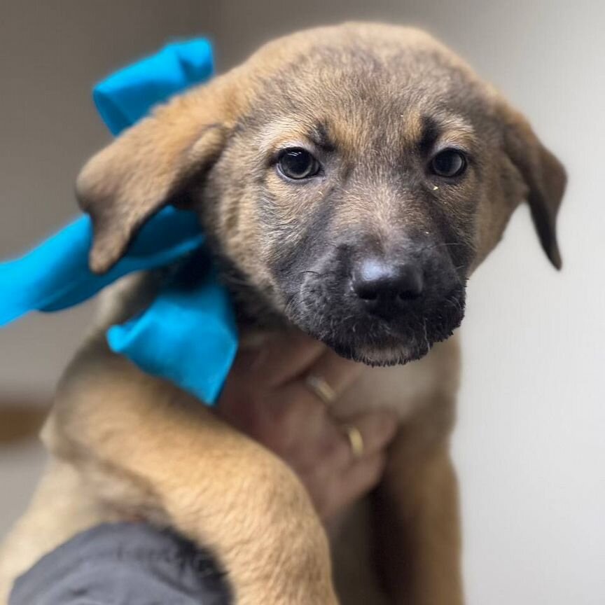 Ирис в добрые руки