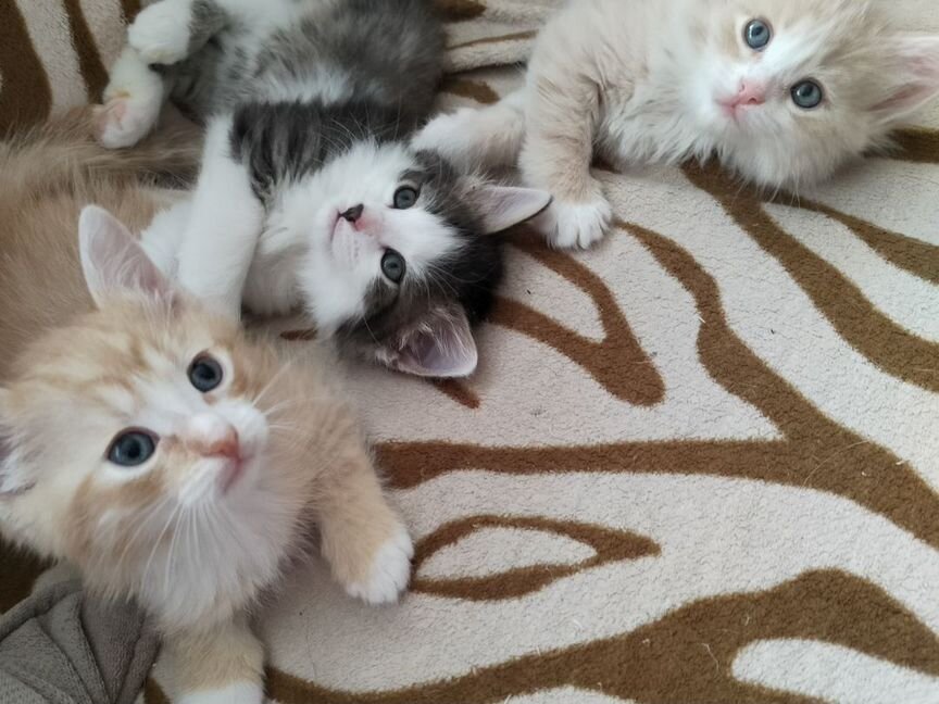 Котики в добрые руки бесплатно