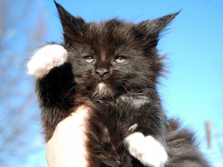Мейн-кун кошка котенок черная с белым