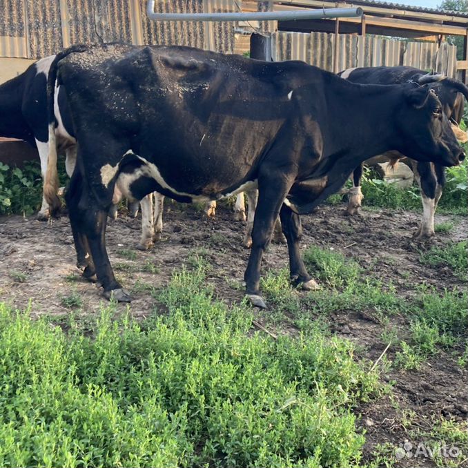 Корова стельная дойная