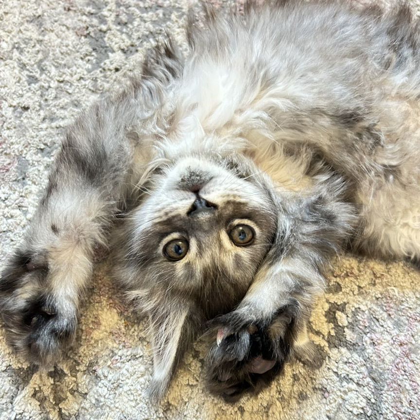 Мейн-кун котёнок